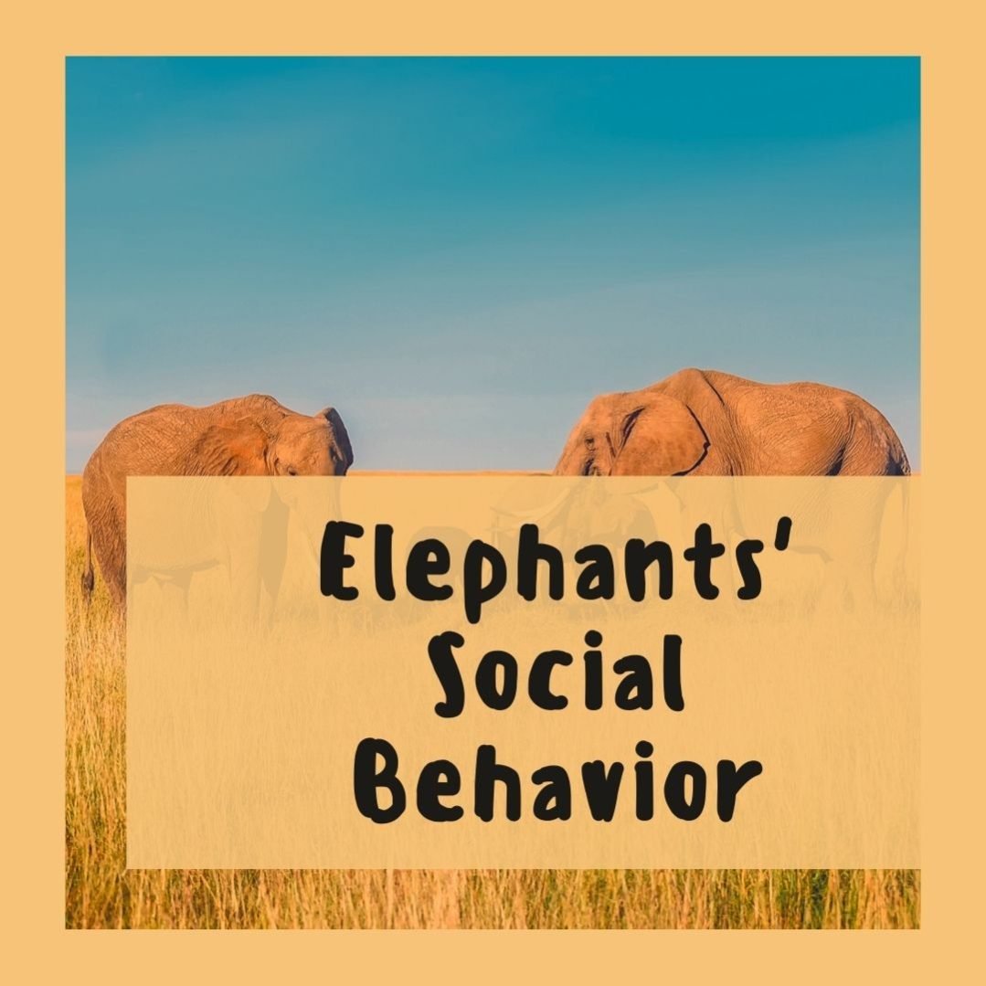 Elephants' Social Behavior - CueKids Eclass